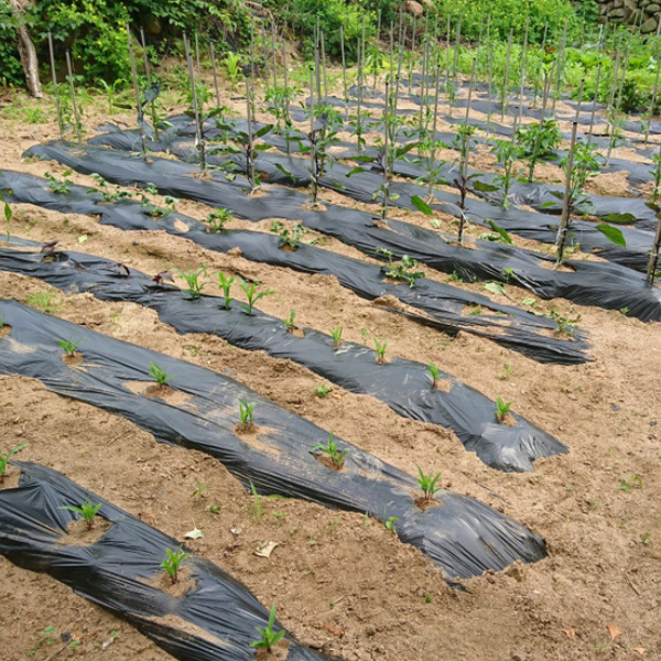 10 Mil Black Crawl Space Vapor Barrier | Farm Plastic Supply